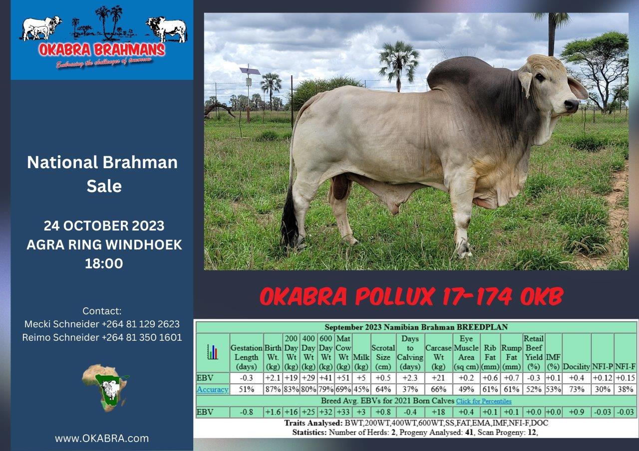 OKABRA SALES - OKABRA BRAHMANS